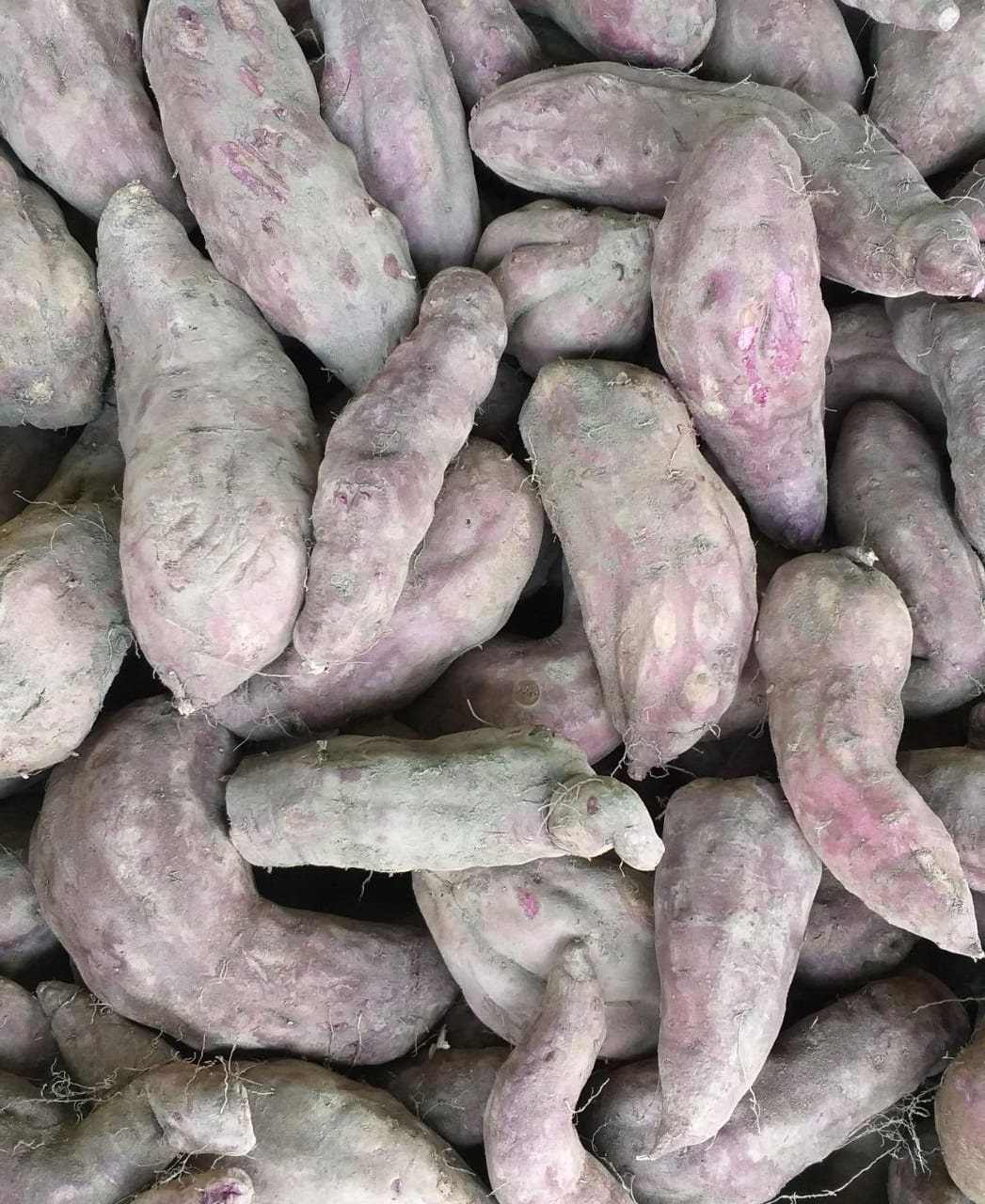 Camote Morado