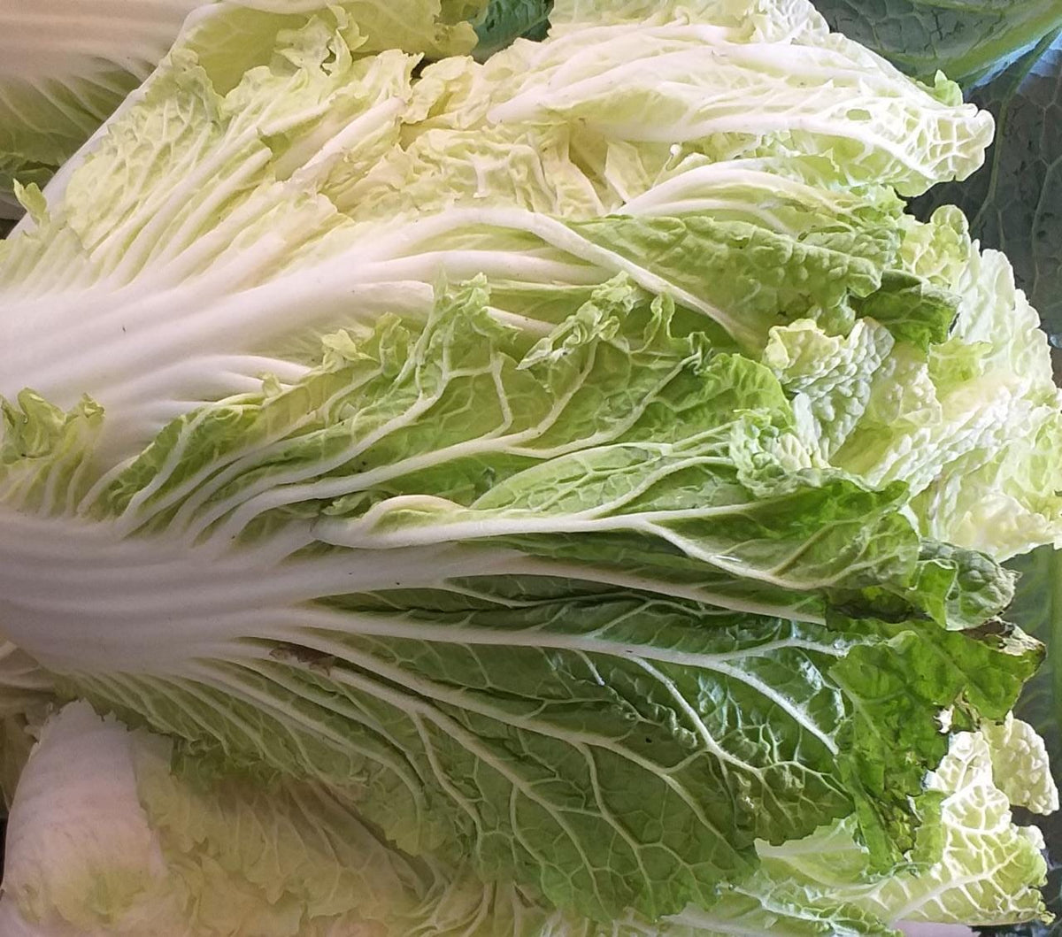 Chicora por kg — Click Abasto